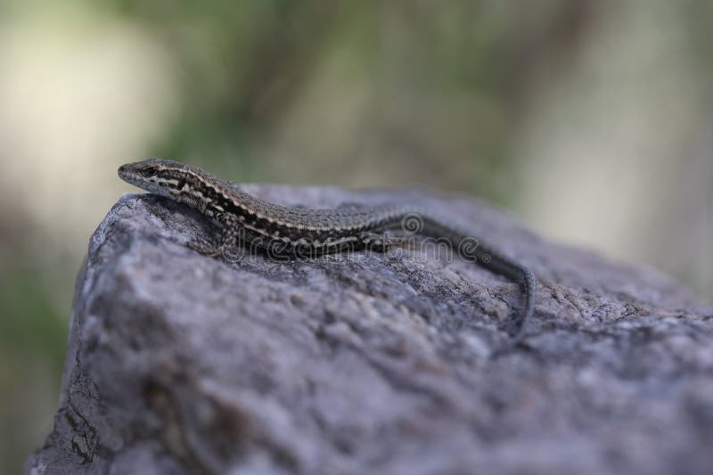 Common Wall Lizard on a Rock in the French Alps Stock Image - Image of ...