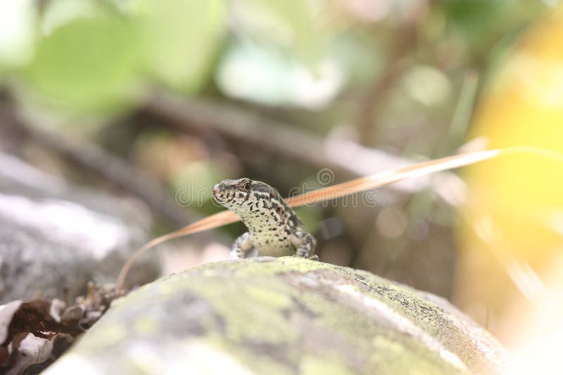 Common Wall Lizard on a Rock in the French Alps Stock Photo - Image of ...