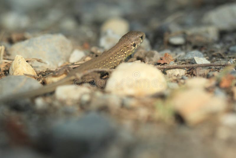 Two Common Wall Lizards Resting in the Sun. Europe Stock Photo - Image ...