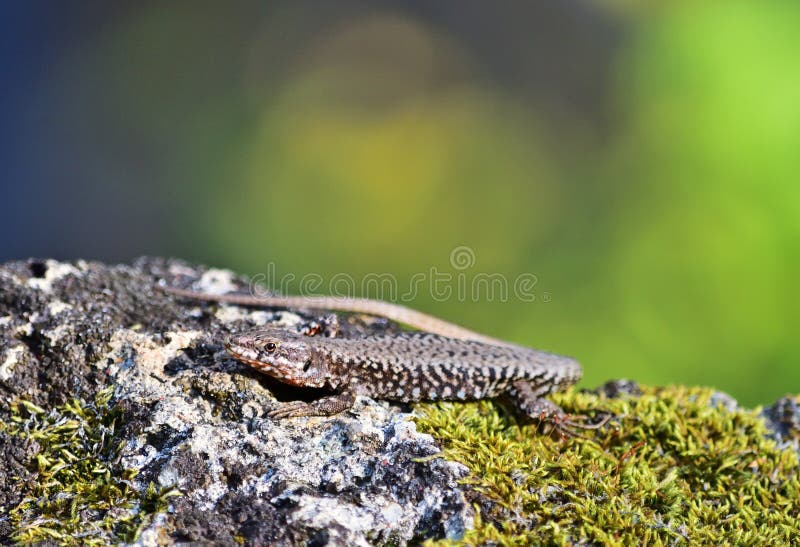 Podarcis Muralis (common Wall Lizard) in Zemplen Mountains, Hungary ...