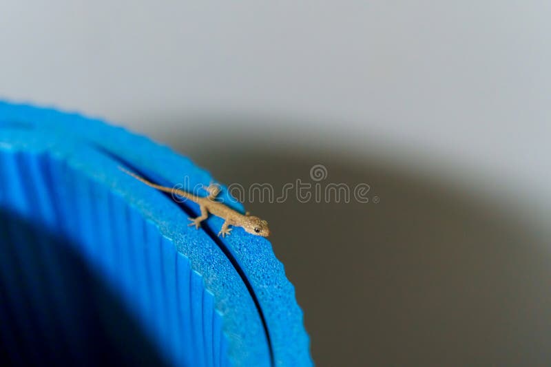 A Small Brownish Common Wall Lizard Crawling on a Yoga Mat. Stock Image ...