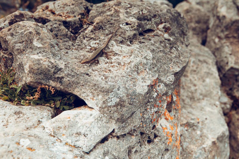 Common Wall Lizard Sunbathing on a Rock Stock Image - Image of closeup ...