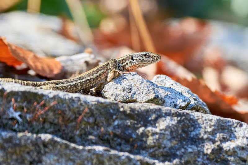 Common Wall Lizard Sunbathing on a Rock in the Morning Stock Photo ...