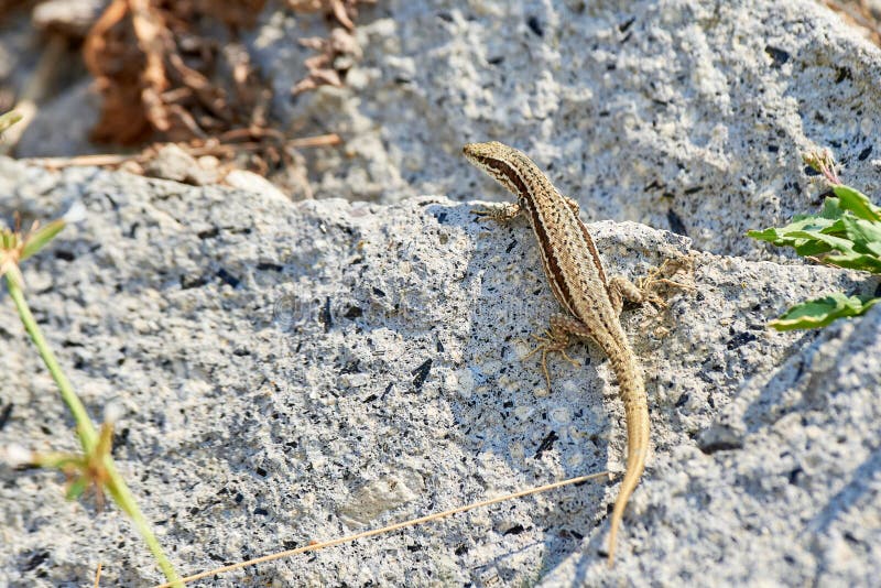 Common Wall Lizard Sunbathing on a Rock in the Morning Stock Image ...
