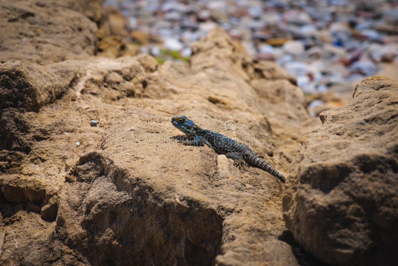 Common Wall Lizard Sunbathing on a Rock in the Morning (Podarcis ...
