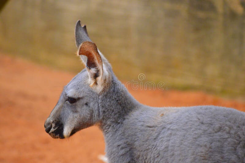 Common wallaroo close up stock photo. Image of zoology - 388979926
