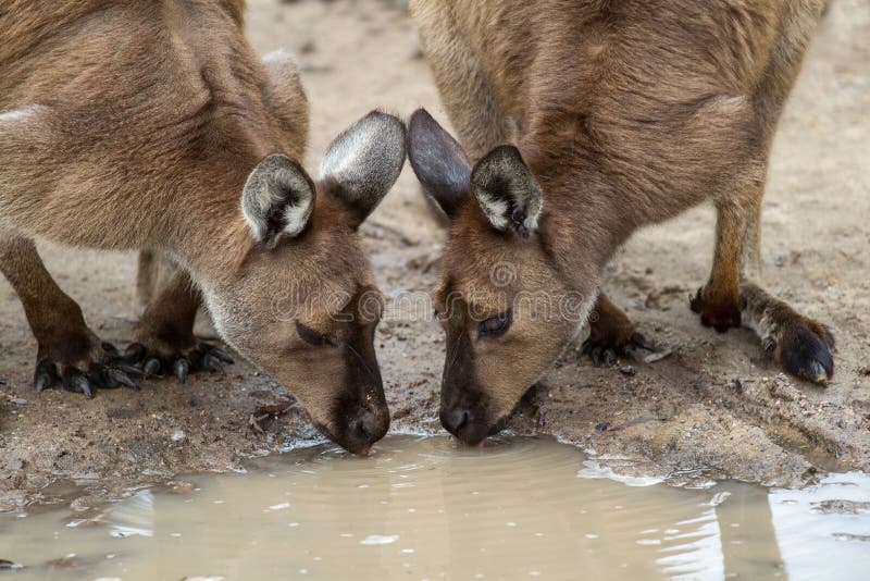 Common Wallaroo stock image. Image of marsupial, wildlife - 188942677