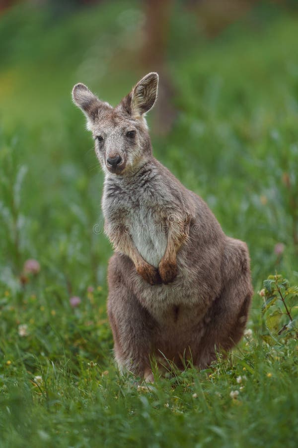 Common wallaroo stock image. Image of brown, grey, natural - 269862509