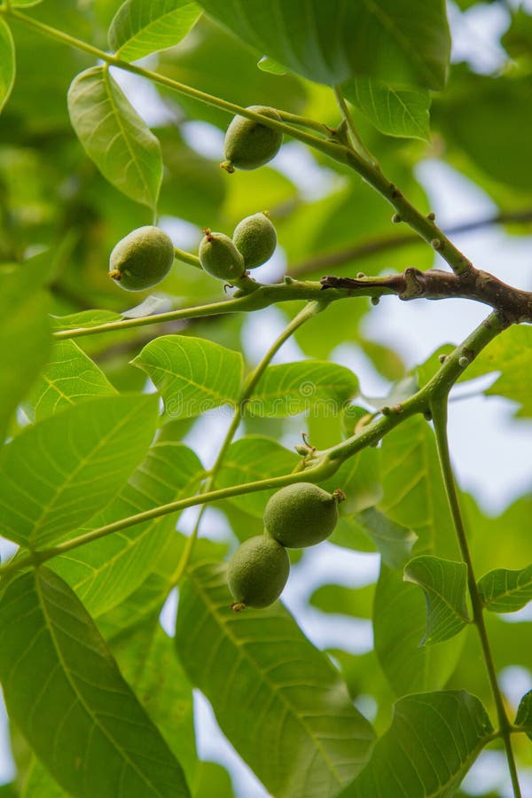 The common walnut stock image. Image of nutrition, plant - 223295457