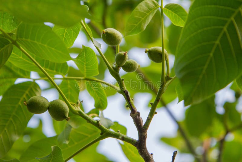 The common walnut stock image. Image of farming, closeup - 223295463