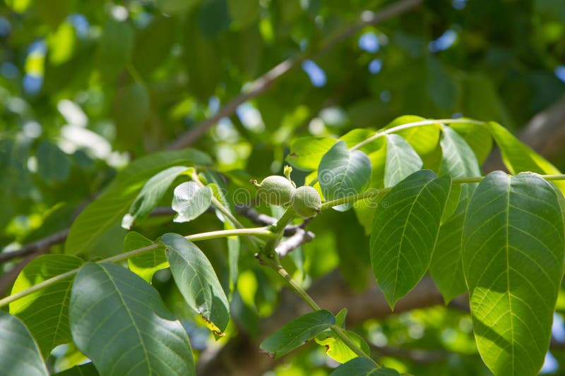 The common walnut stock image. Image of close, yellow - 270143093