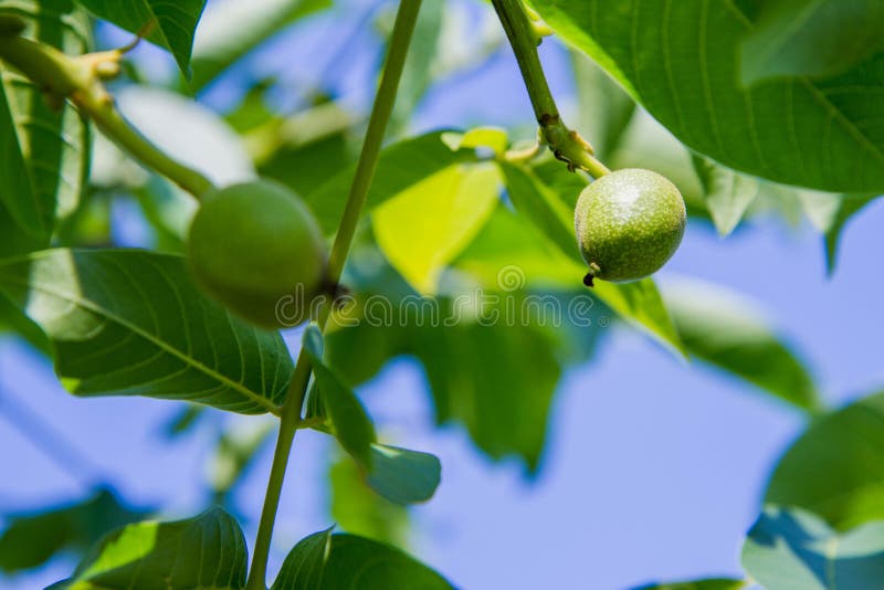 The common walnut stock image. Image of close, delicious - 120333717