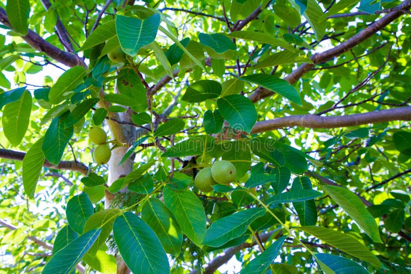 The common walnut stock photo. Image of ripening, macro - 123172302
