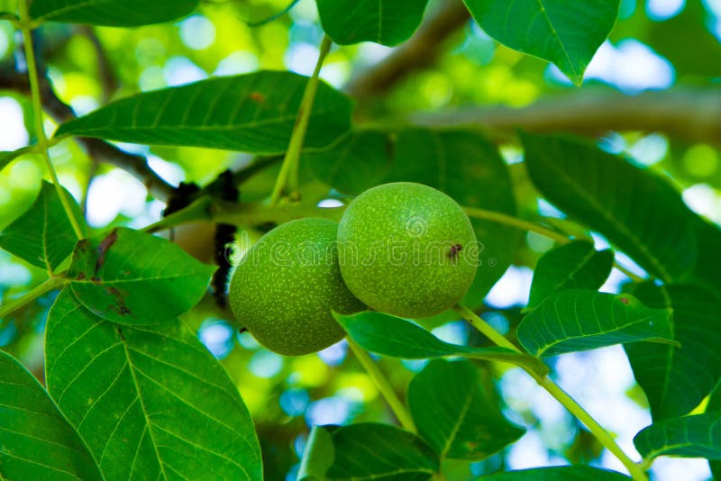 The common walnut stock image. Image of leaf, fresh - 123172329