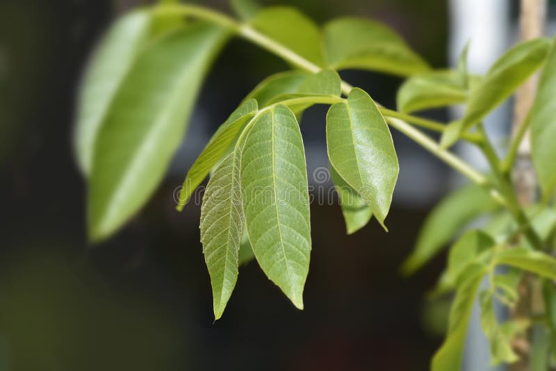 Common walnut stock photo. Image of juglans, nature - 189250072