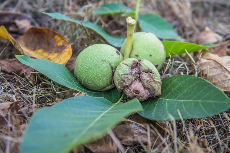 The common walnut stock photo. Image of farm, close - 127717378