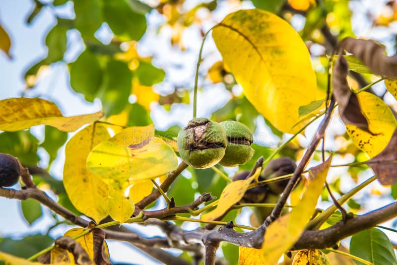 The common walnut stock image. Image of agriculture - 127717427