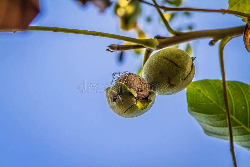 The common walnut stock photo. Image of food, diet, juicy - 127717428