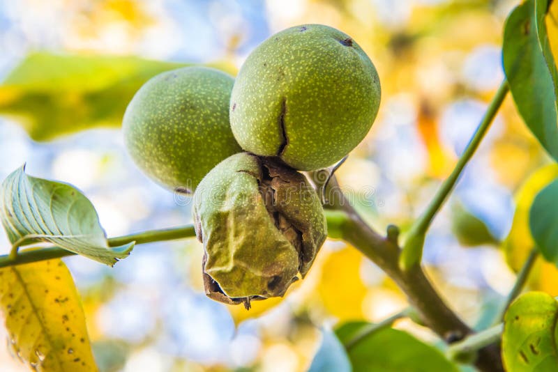 The common walnut stock photo. Image of crack, farm - 127717474