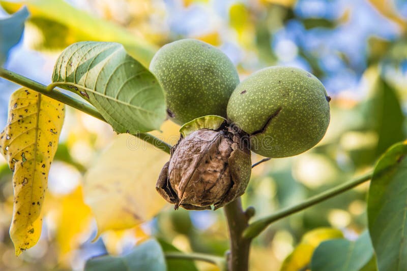 The common walnut stock photo. Image of cultivate, orchard - 127717486