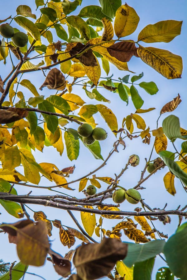 The common walnut stock photo. Image of nature, diet - 127717514