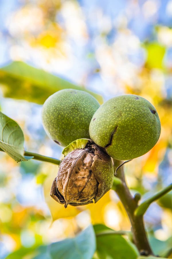 The common walnut stock photo. Image of nature, diet - 127717514