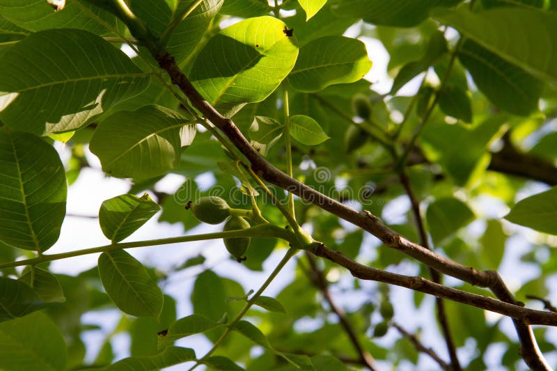 The Common Walnut Fruit on Tree Stock Image - Image of close, common ...