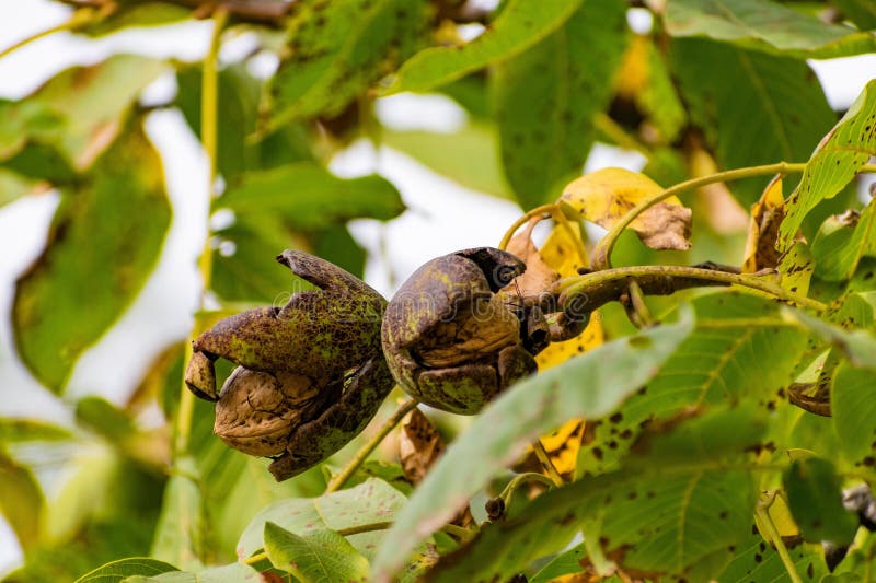 Common Walnut Fruits on the Tree Stock Photo - Image of garden, fruits ...