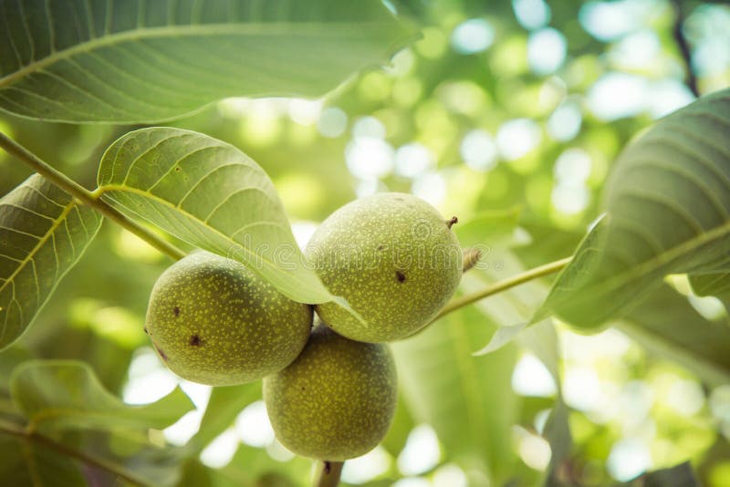 The common walnut stock image. Image of leaf, food, growth - 123172361