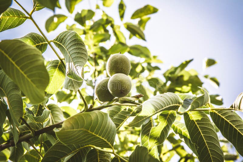 The common walnut stock photo. Image of cultivate, close - 123172376