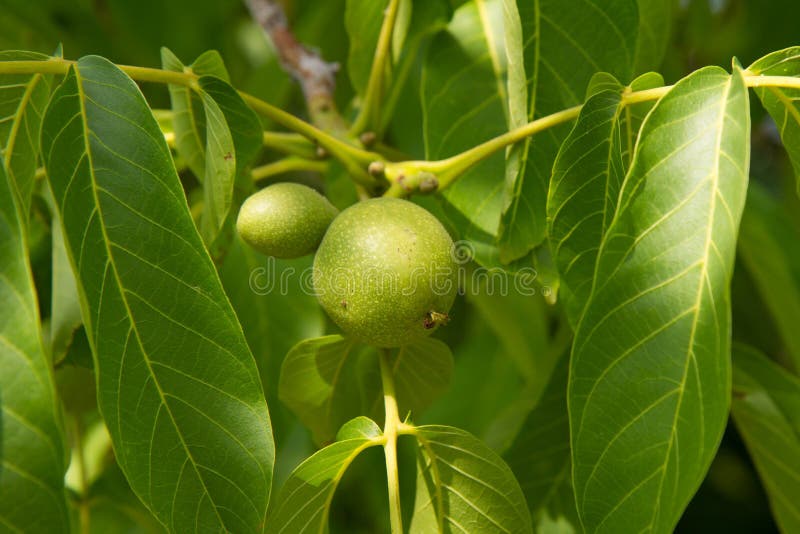 The common walnut stock photo. Image of close, delicious - 73820762