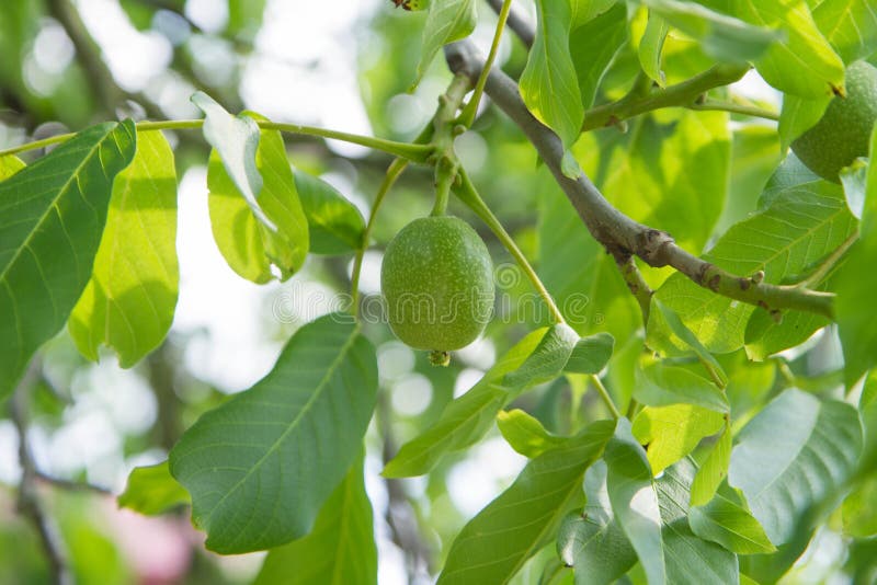 The common walnut stock photo. Image of macro, fruit - 73820768