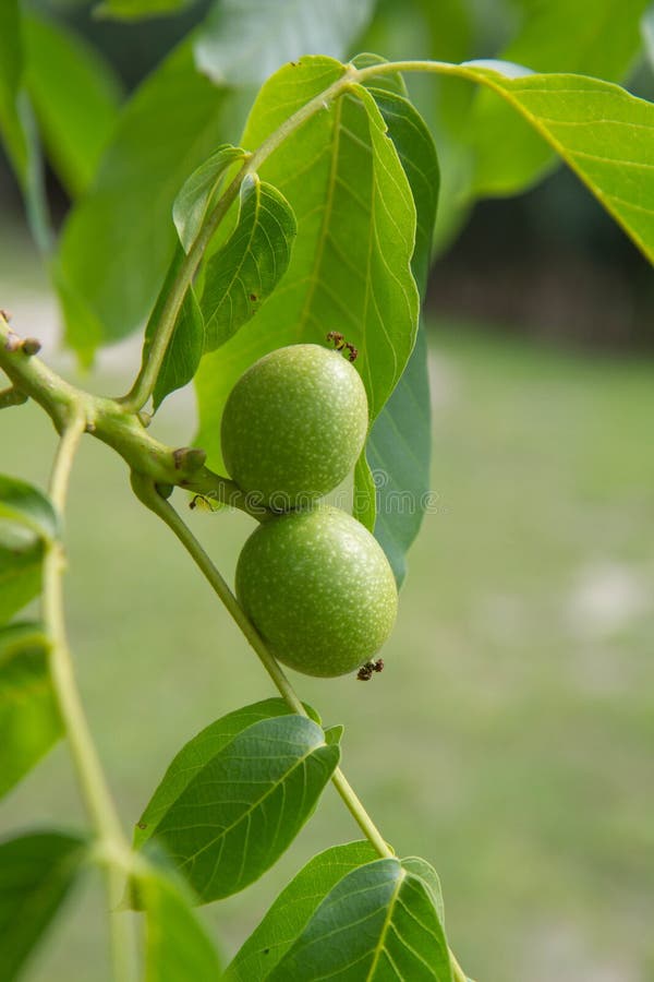 Common walnut stock image. Image of healthy, ripe, walnut - 73821391