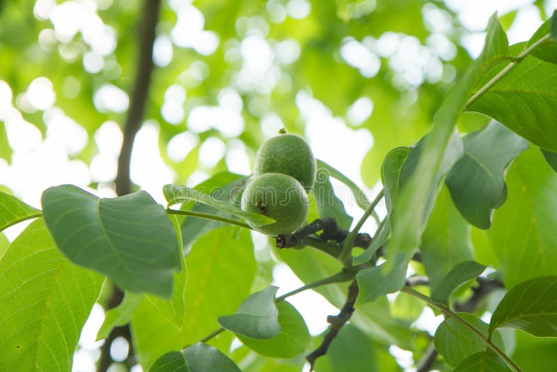Common walnut stock photo. Image of leaf, organic, garden - 73821452