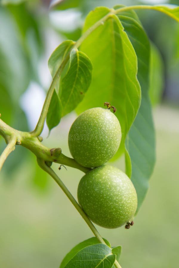 The common walnut stock photo. Image of food, delicious - 73821780