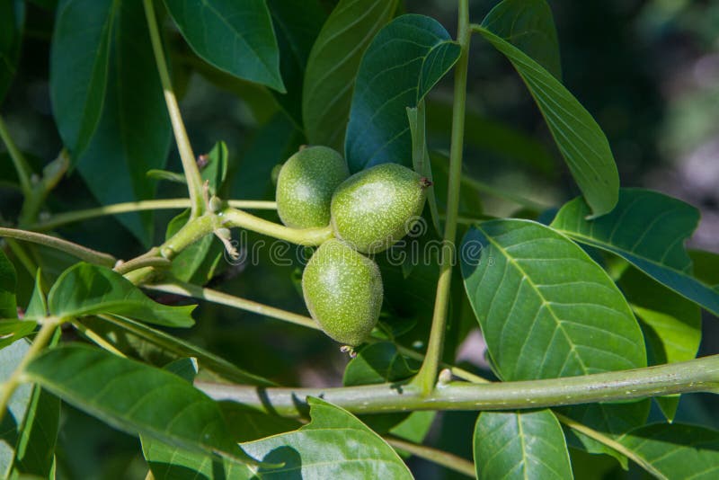 The common walnut stock photo. Image of organic, growth - 120333778