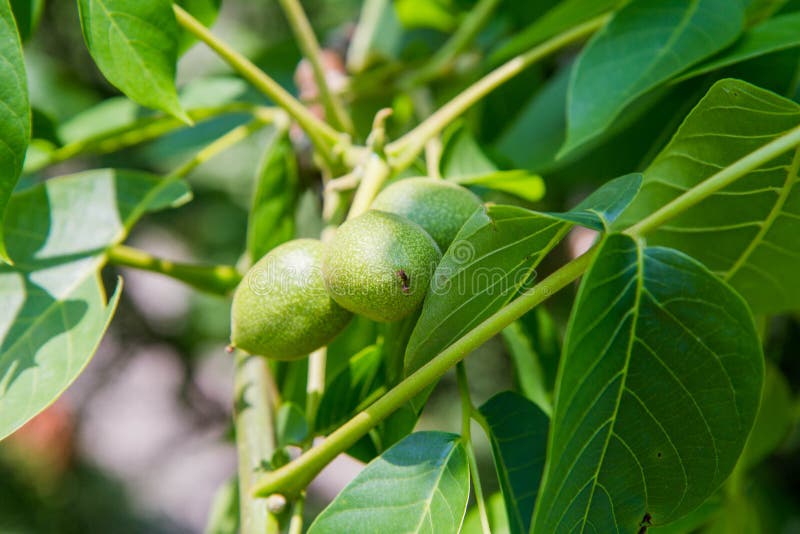 The common walnut stock image. Image of macro, healthy - 120333811