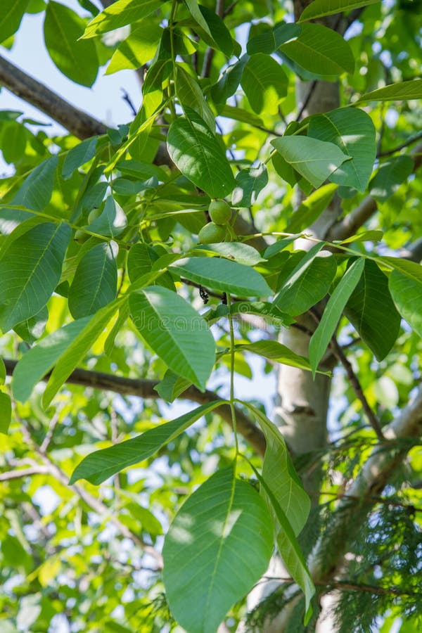 The common walnut stock image. Image of flora, leaf - 120333863