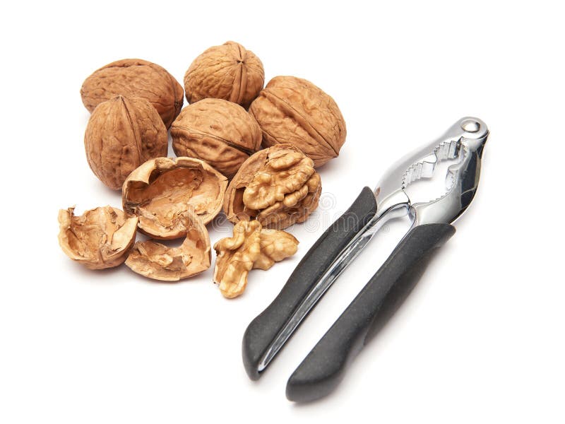 Two Common Walnuts in Growth Attached To Single Branch with Visible ...