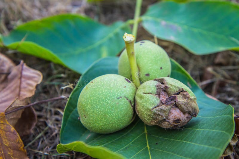 The common walnut stock image. Image of fresh, botanical - 127717473