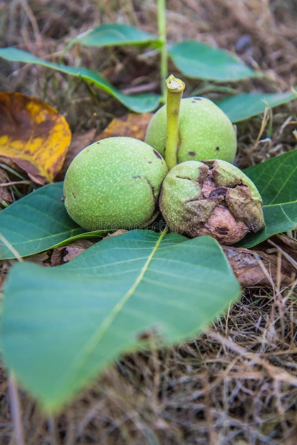 The common walnut stock image. Image of cultivate, harvest - 127717569