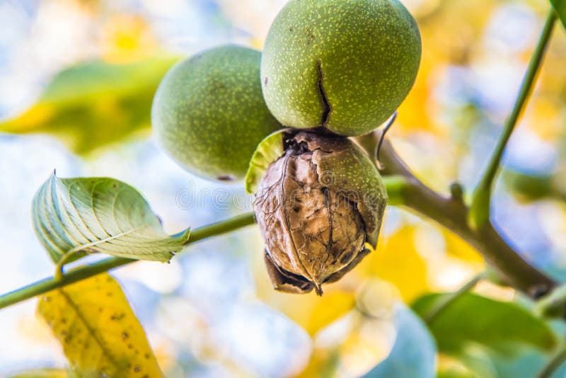 The common walnut stock image. Image of ripe, green - 127717509