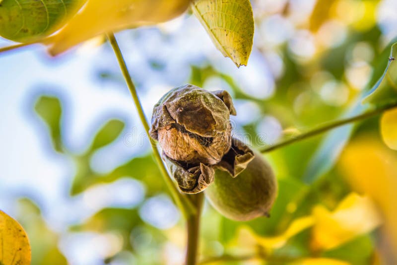 The common walnut stock photo. Image of common, flora - 127717542