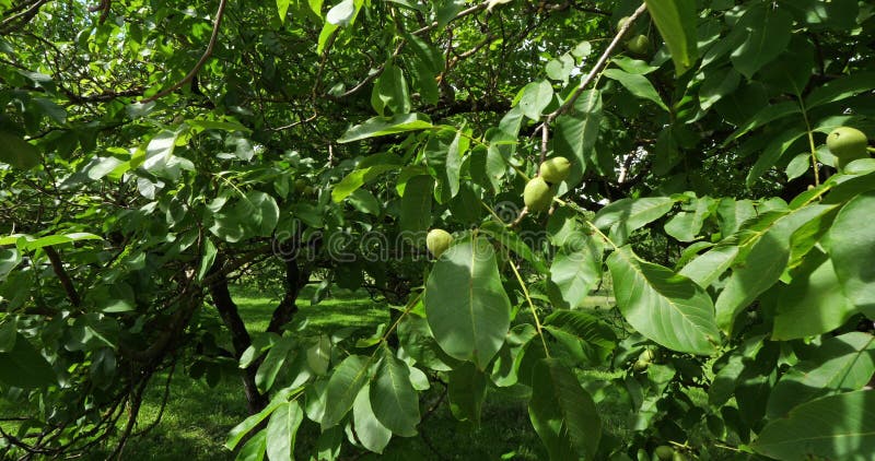 Common Walnut Trees, Dordogne, France Stock Video - Video of leaves ...