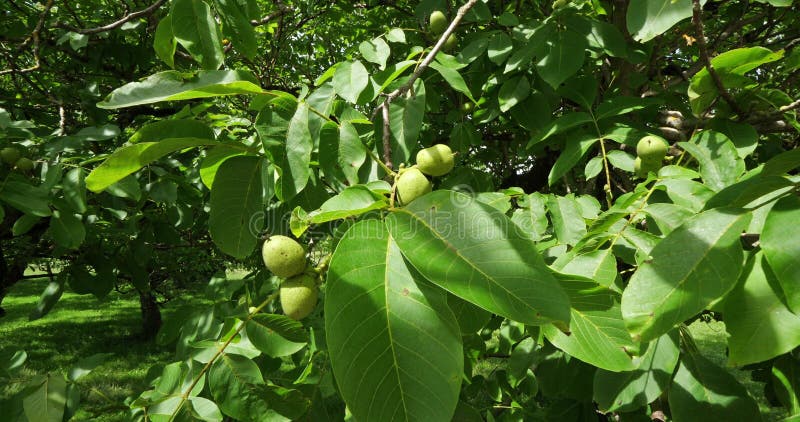 Common Walnut Trees, Dordogne, France Stock Video - Video of detail ...