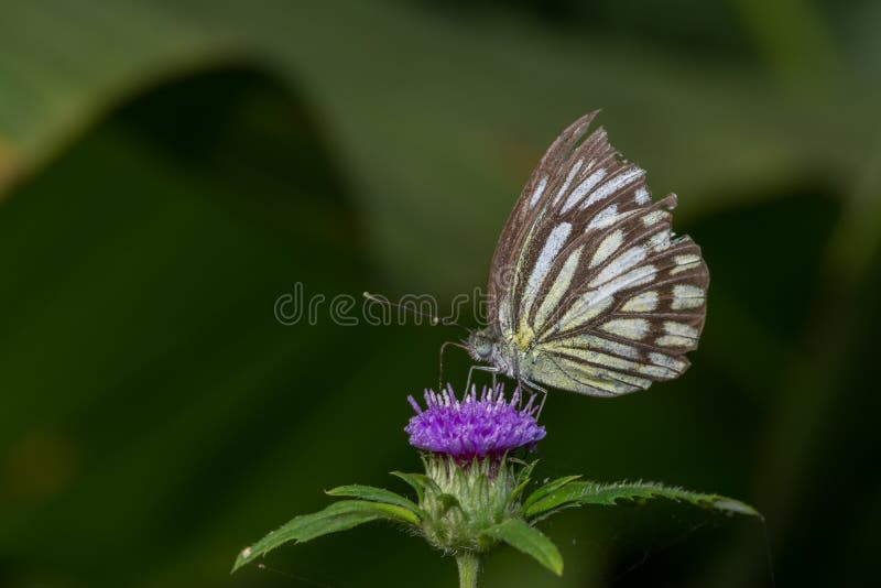 Common Wanderer Butterfly stock photo. Image of nature - 79103166