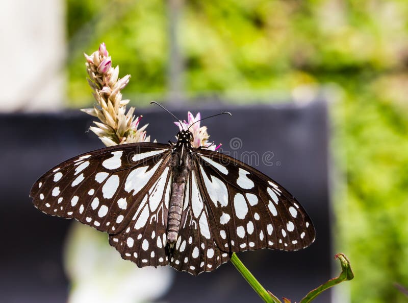 Common wanderer butterfly stock image. Image of nectar - 29744941