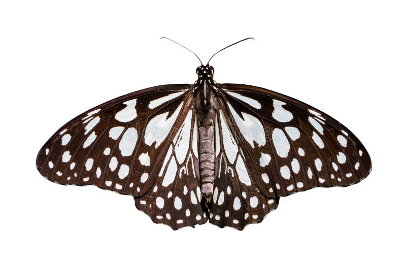 Common wanderer butterfly stock photo. Image of juice - 32081536