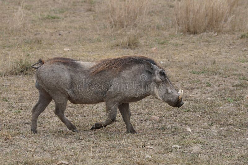 The Common Warthog , the Animal Moves on Dry Land Stock Photo - Image ...