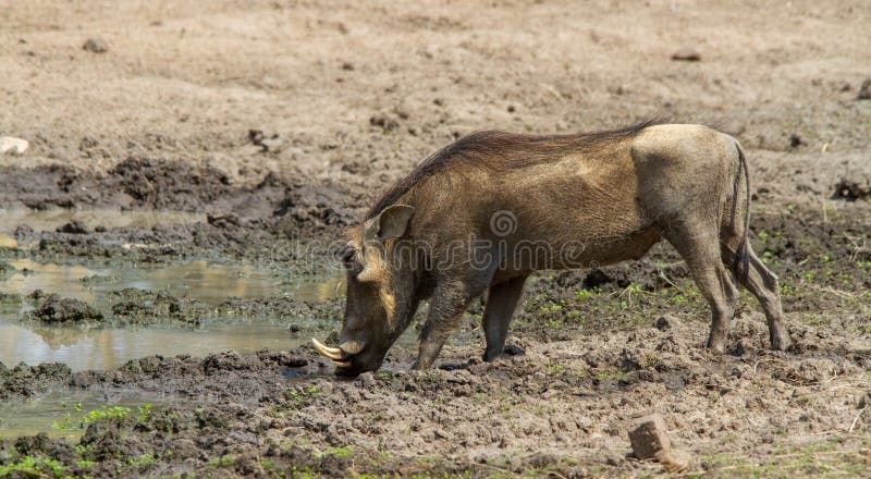 Warthog Feet Stock Photos - Free & Royalty-Free Stock Photos from ...